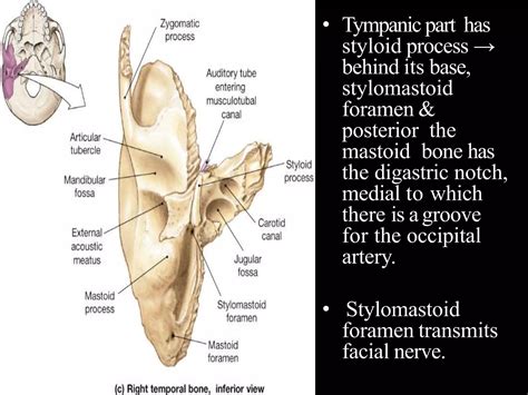 Anatomy Of Skullbase Pptx