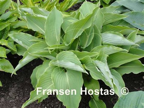 Hosta Cutting Edge Fransen Hostas