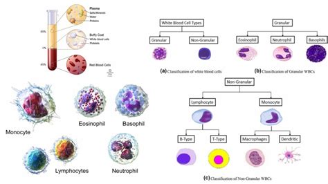 Monocytes Definition Structure Types Functions Biology Notes Online