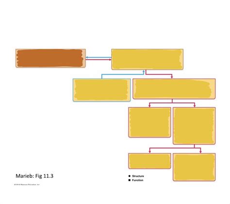 Nervous System Basics Diagram Quizlet