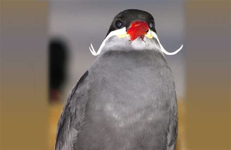 Tern Description Habitat Image Diet And Interesting Facts