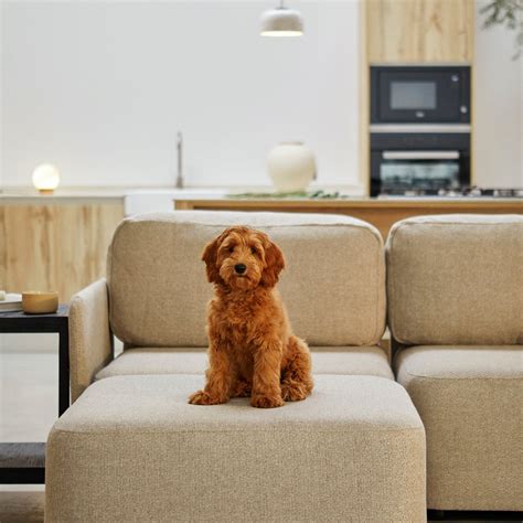 💡 Diseño Modular Sofá De 2 Módulos Pummba Para Espacios Flexibles