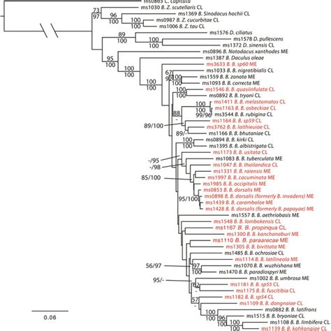 maximum likelihood tree concatenated based three gene coi period