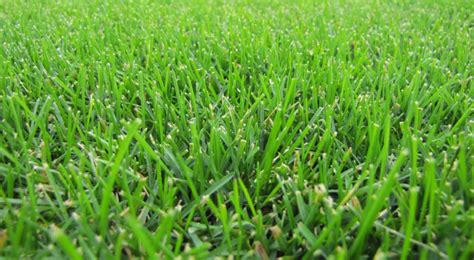 Best Grass Seed For Ohio The Complete Guide To A Great Ohio Lawn
