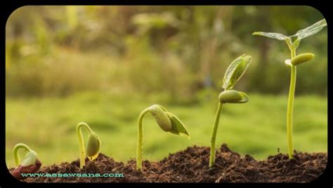 متطلّبات نمو النباتات