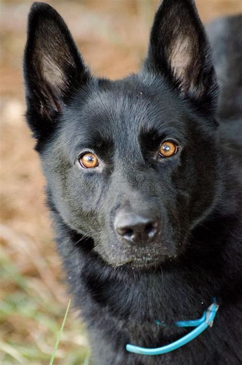 Shaggy Black Long Haired Cockapoo Dog Adoption Photo Stock Image