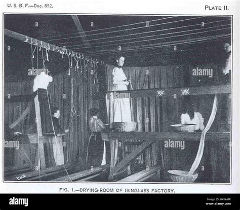 This Image Depicts The Drying Room Of An Isinglass Factory Where Fish