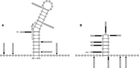 Predicted Stem Loop Structure In Ft Corresponds To Sites Of Increased