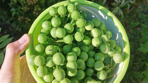 Tips Mengurangi Rasa Pahit Dalam Terong Pipit