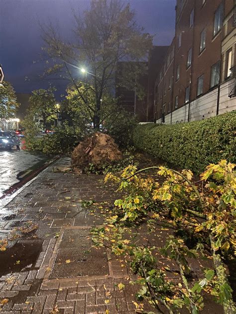 Whole Ass Tree Unroofed In Islington Holloway Road Rlondon