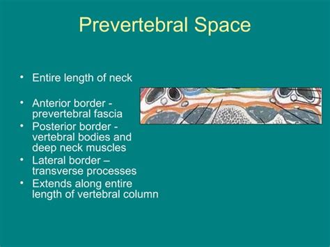 Deep Space Neck Infection Ppt