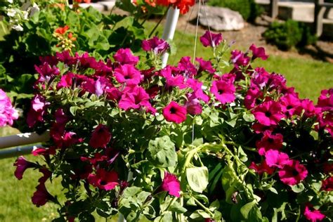 Gallery The Garden Patch Nursery