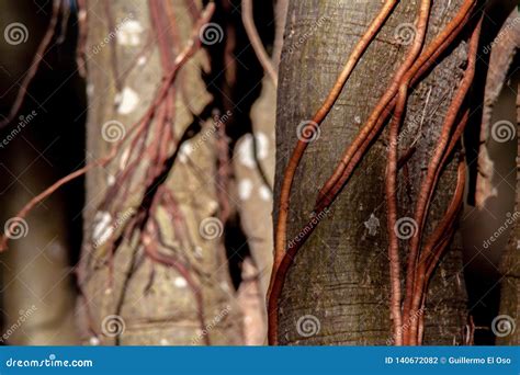 Interesting Root System On The Tree Trunk Stock Photo Image Of Older Growing