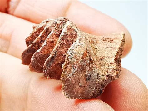 Neoceratodus Africanus Cenomanien Kem Kem Maroc