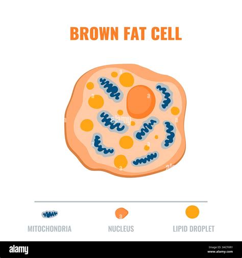 Adipose Tissue Showing Brown Fat Cell With Mitochondria And Nucleus