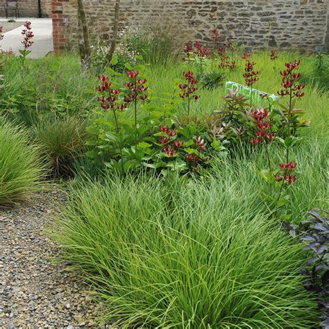 Plante Decorative Rezistente La Frig Verdena Comanda Online Plante