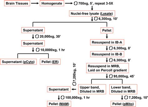Schematic Flowchart Of Brain Tissue Subcellular Fractionation
