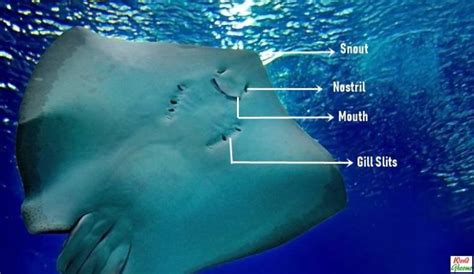 Maldives Stingrays Feeding At Sun Island Resort — World Ghoomo