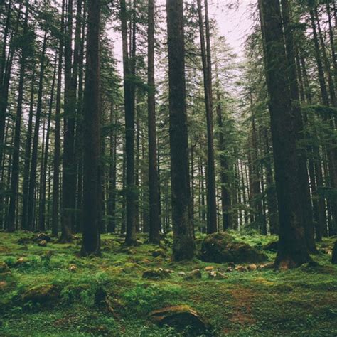 Stream Oak Trunks Background Music By Opadoop Listen Online For Free On Soundcloud