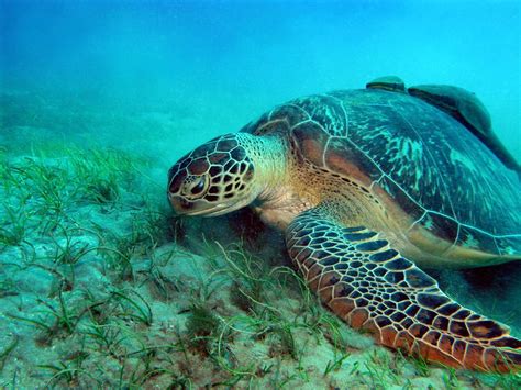 Foraging Ecology Of Marine Turtles