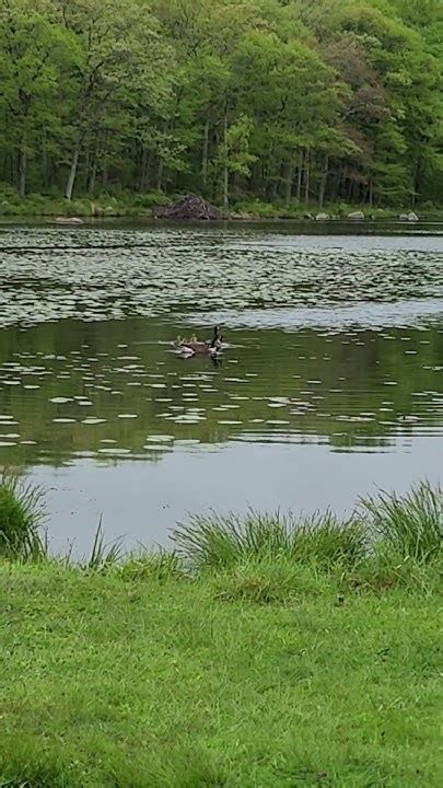 기러기 가족 Youtube