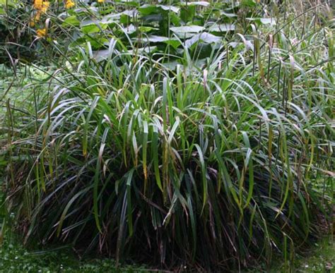 Ornamental Grasses Quiz Identification And Recognition