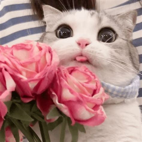 Kitty Cat Blep R Bleps