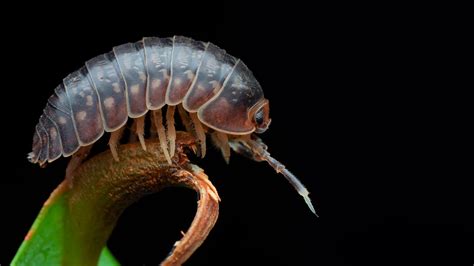 In Your Yard Pill Bugs Roly Poly Bugs