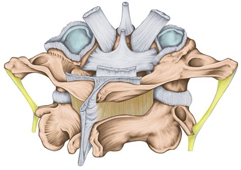 Intertransverse Ligament