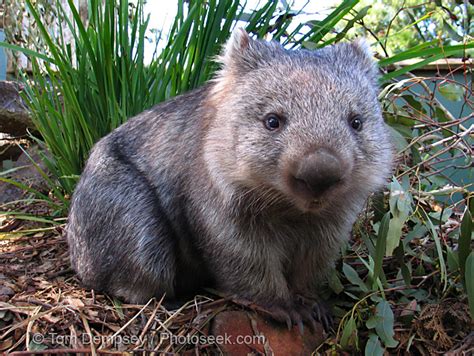 Wombat Australias Physical Features