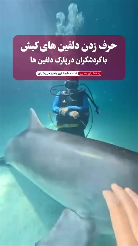 حرف زدن دلفین‌های کیش با گردشگرانفیلم