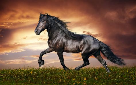 Beautiful Horse Wallpapers Wallpaper Cave