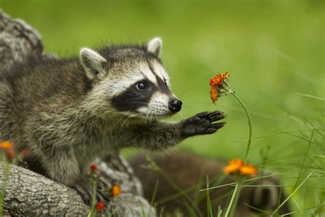 Download Cute Raccoon Picking Flower Picture