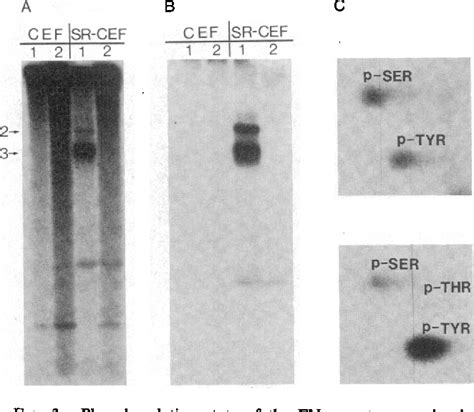 Figure 1 From Phosphorylation Of The Fibronectin Receptor Complex In Cells Transformed By