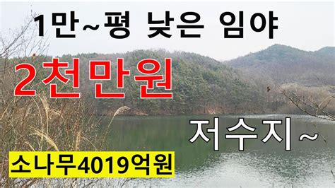 2천만원 1만~평 싼임야 계획관리포함 저수지포함 차진입가 자연인 전원생활 숲힐링6차산업 숲가치4057억원 약용재배 방목 산분장 땅과함께새희망을경매임야 공매임야 나도땅주인