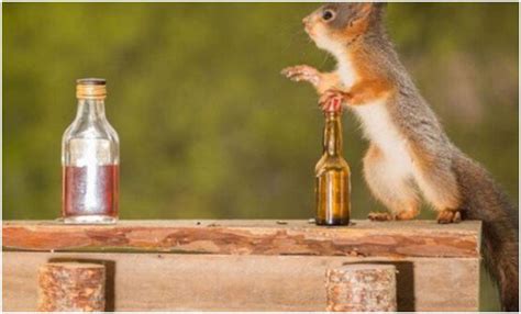 松鼠也抵擋不了美酒的誘惑,醉後失態大秀舞姿 每日頭條 松鼠也抵擋不了美酒的誘惑,醉後失態大秀舞姿 每日頭條