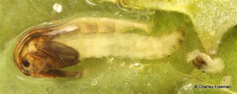 A Leaf Mining Midge Odyssey Part 1 Bugtracks