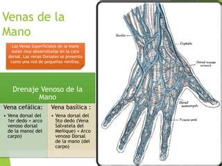 Arcos Arteriales Y Venosos De La Mano Y Del Pie Pptx