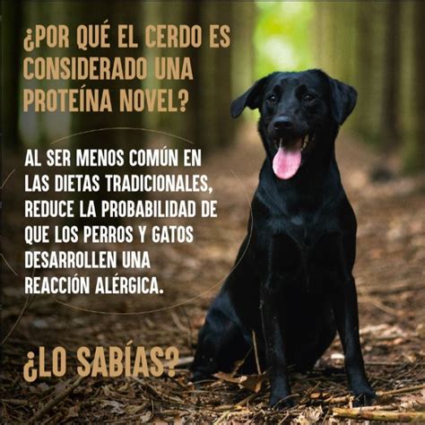 Old Prince Ec Alimento Súper Premium Para Mascotas Oldprince Ecoficial • Instagram Photos