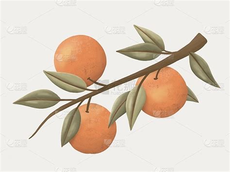 橘子和树叶。插图画壁纸
