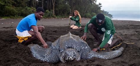 Of Land And Sea Protecting The East Pacific Leatherback Turtle