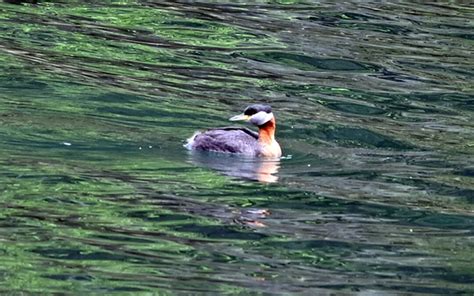 Red Necked Grebe Paul Sieracki Alliance For The Wild Rockies