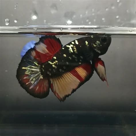 Buy Plakat Avatar Cooper Nemo Fixbetta88 From Largest Online