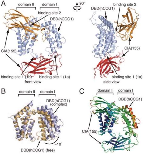 Crystal Structure Of The Ciaasf1155dbdhccg1 Complex A Crystal