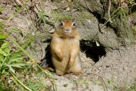 Columbian Ground Squirrel Facts Habitat And Pictures Interesting