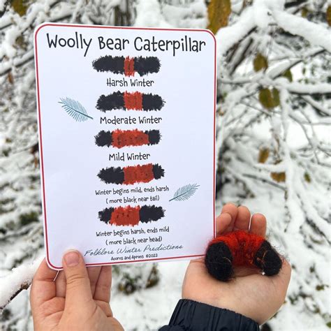 Woolly Bear Folklore Winter Predictions Etsy