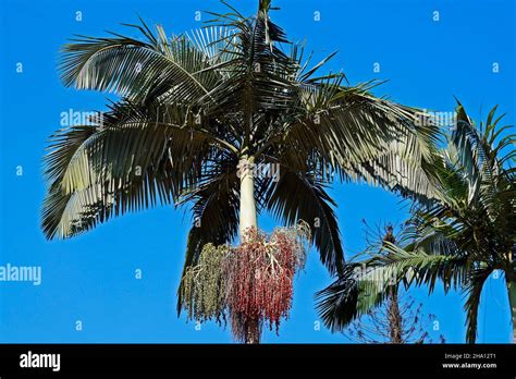 Palm Tree Fruits Archontophoenix Alexandrae On Tropical Rainforest