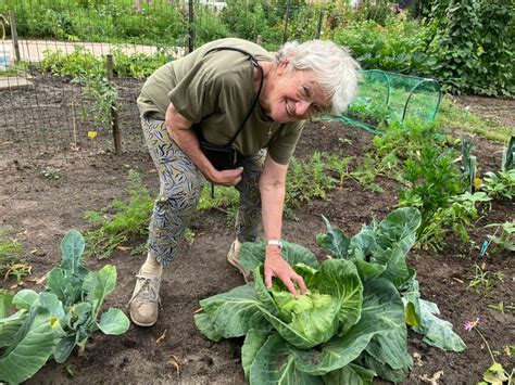 Bijzondere Witte Kool In De Volkstuin Van Emmy Van Wezel Trekt Veel