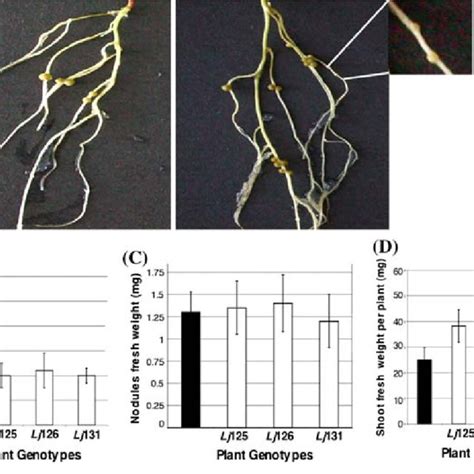 Nodulation Pattern And Nitrogen Fixation In Ljamt11 Lines The Pattern