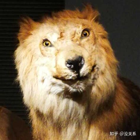 为什么浮世绘上的老虎长的和妖怪一样？ 知乎